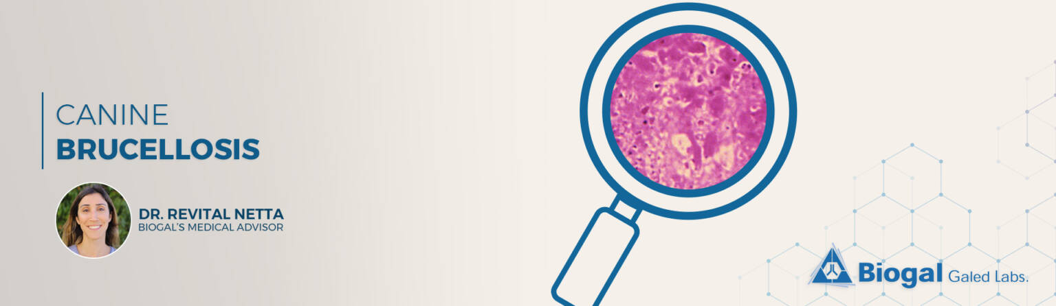Canine Brucellosis | Biogal Labs