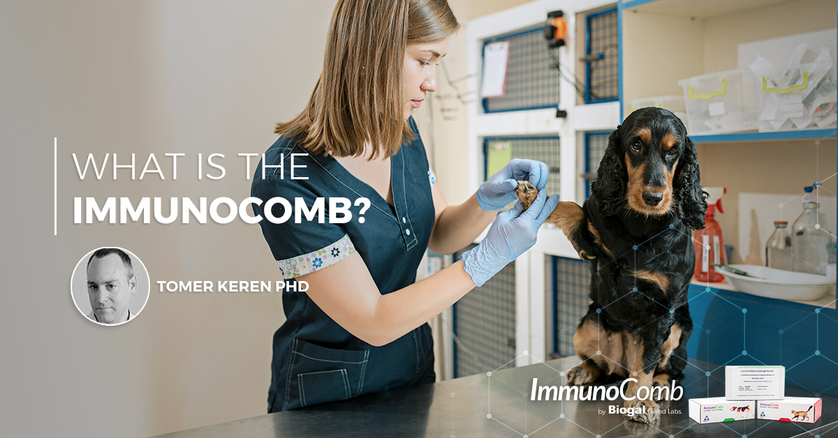 What is the ImmunoComb? | Biogal Labs