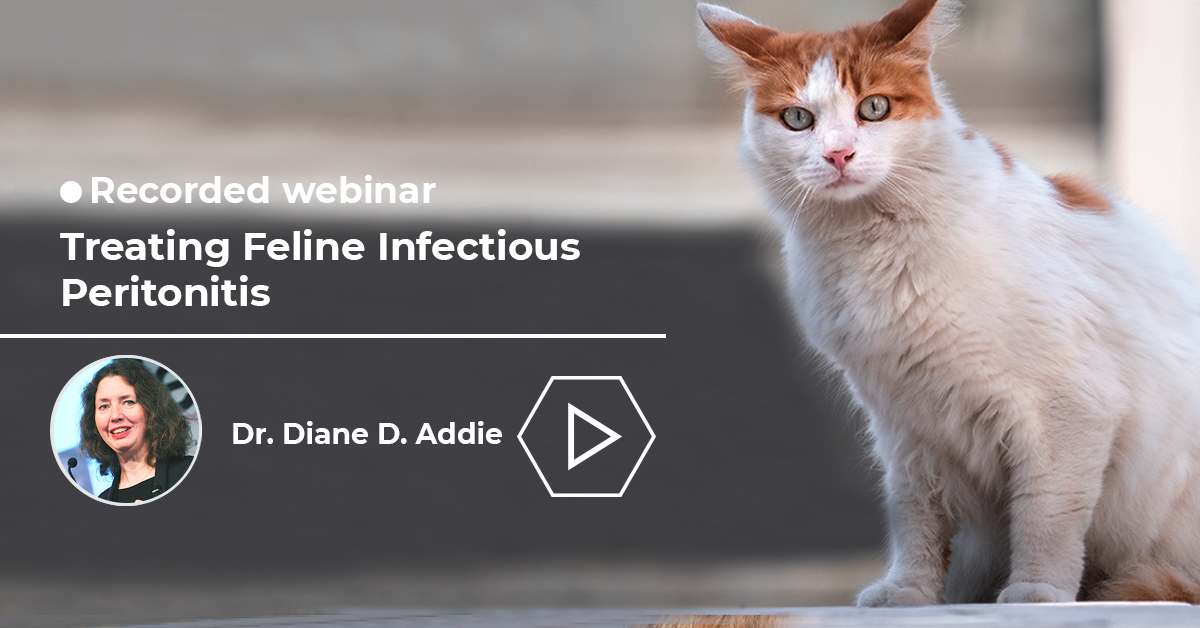 Treating Feline Infectious Peritonitis | Biogal Academy