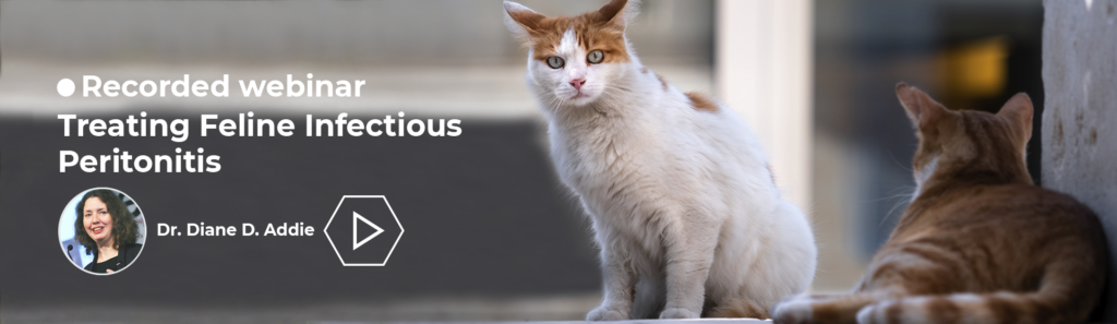 Treating Feline Infectious Peritonitis | Biogal Academy