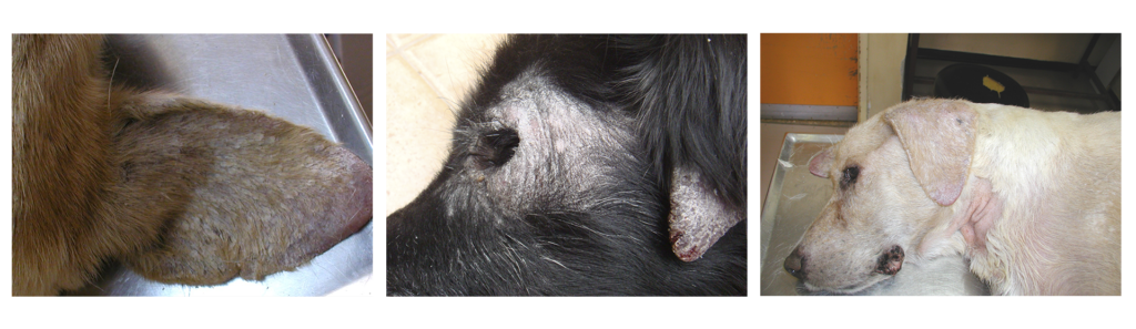 Canine leishmaniasis | Biogal Labs tips