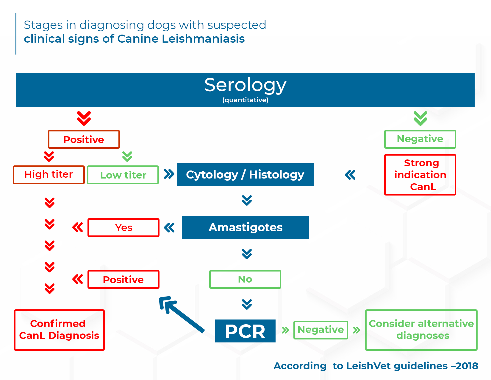 Canine leishmaniasis | Biogal Labs tips