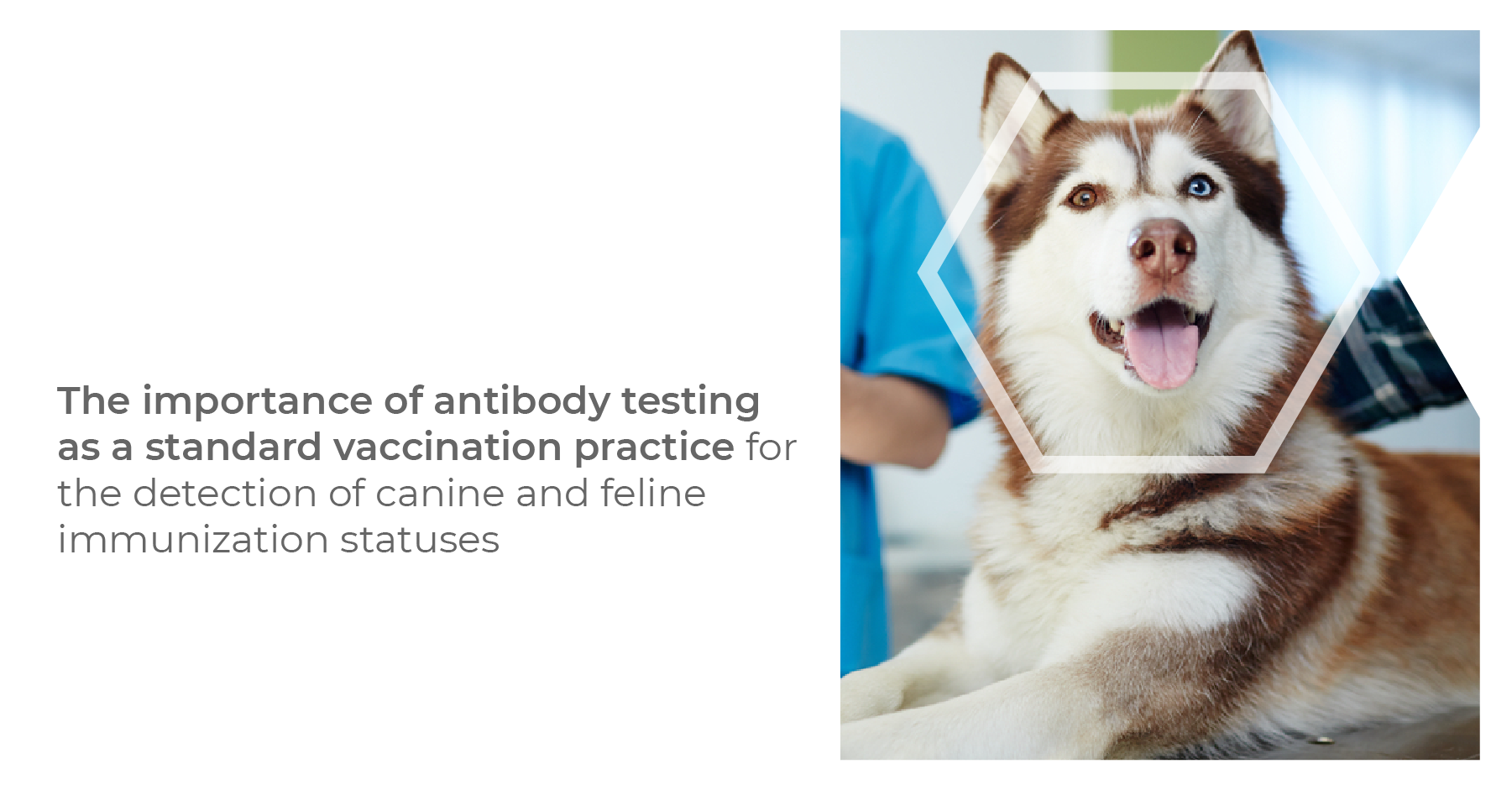 The importance of antibody testing | Biogal Labs