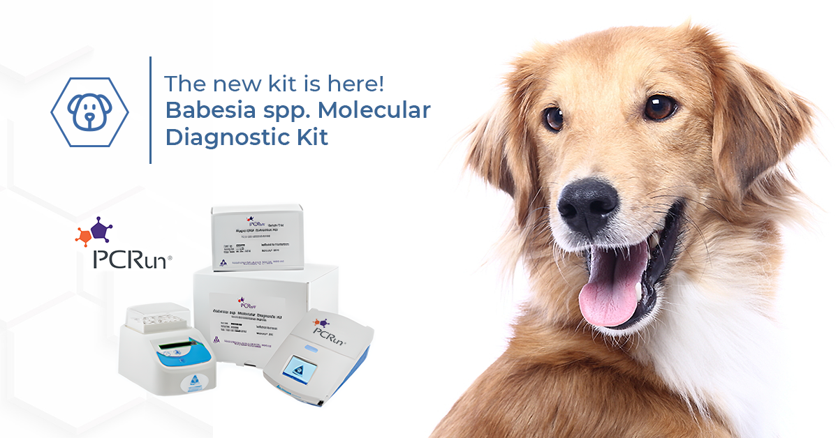 Babesia spp. Molecular Diagnostic Kit | Biogal Labs