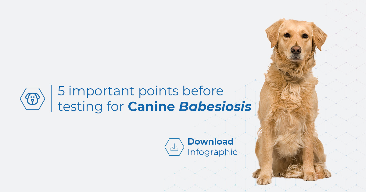 5 points before testing for Canine Babesiosis | Biogal Labs tips