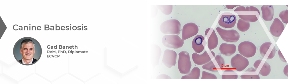 Canine Babesiosis | Biogal Labs