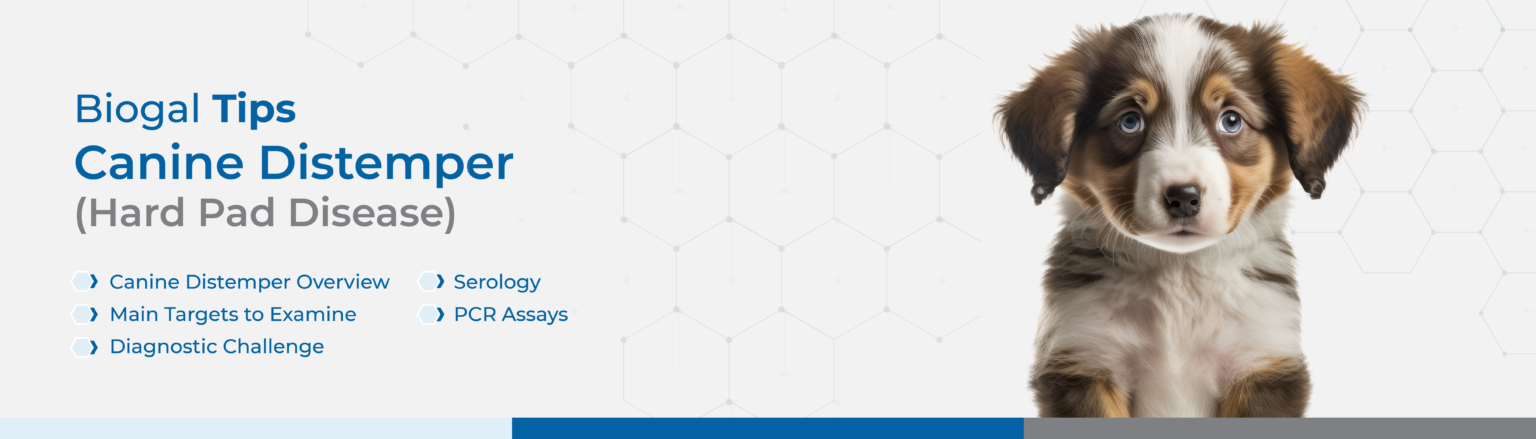 Canine Distemper Tips - Hard Pad Disease | Biogal Labs