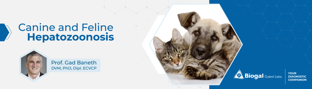 Canine and Feline Hepatozoonosis | Biogal Labs